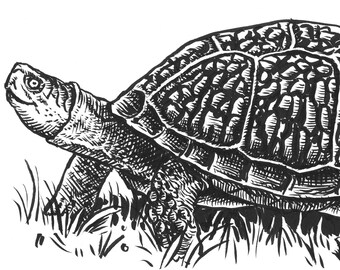 Original Turtle Pen and Ink Drawing Nature-inspired Artwork Stippling ...