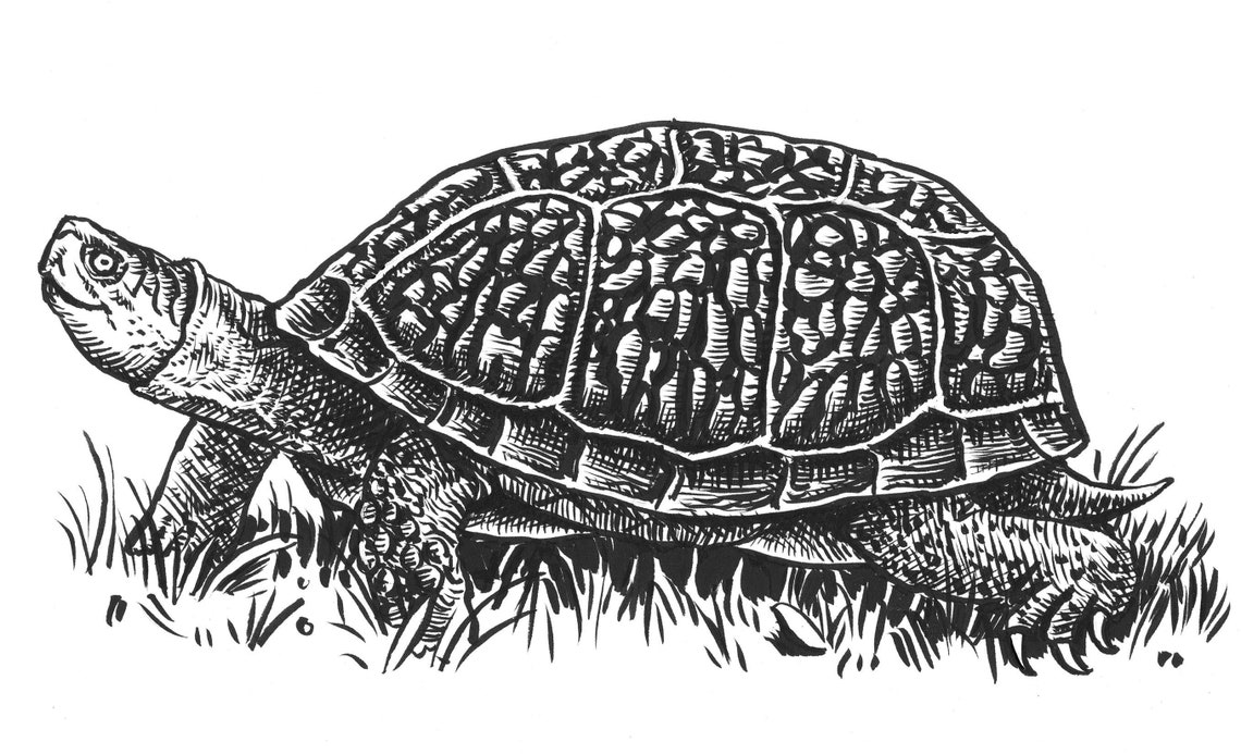 Turtle, Original Pen & Ink Drawing - Etsy