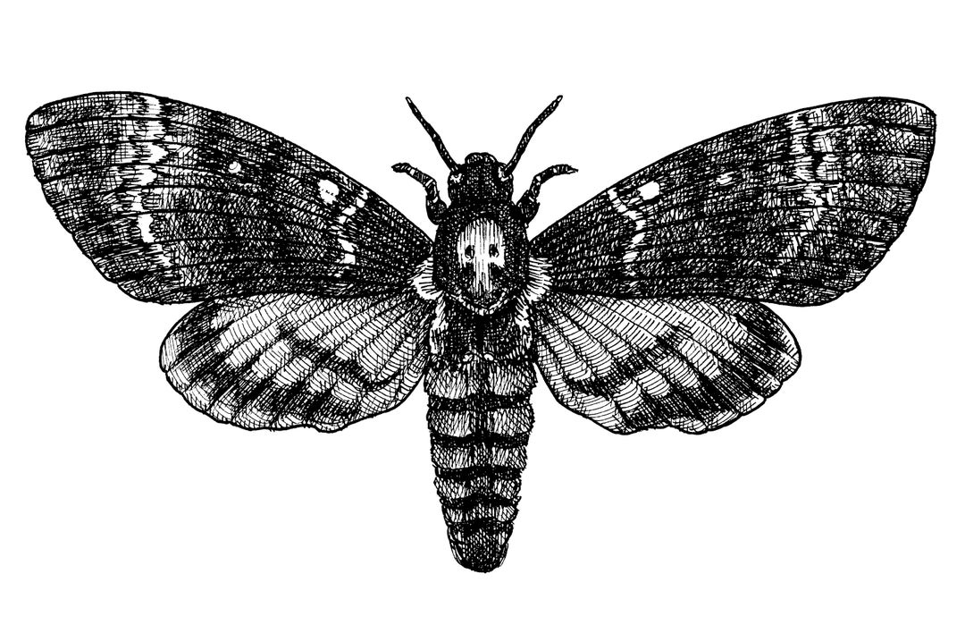 Death's-head Moth, Art Print - Etsy