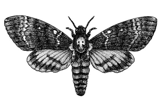Death's-head Moth Art Print | Etsy