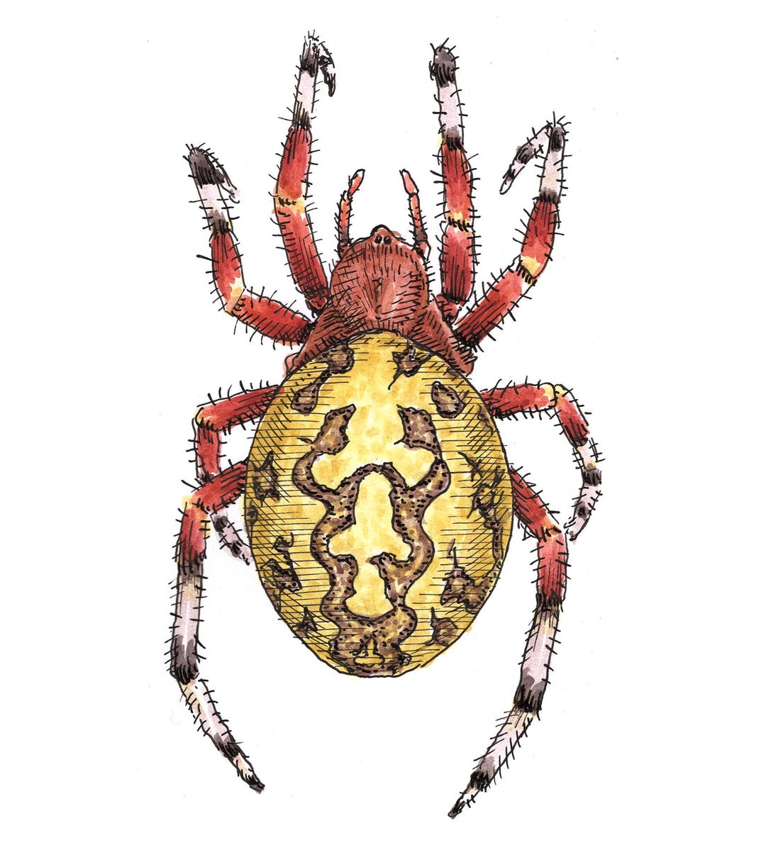 Marbled Orbweaver, Spider, Original Watercolor and Ink Drawing - Etsy