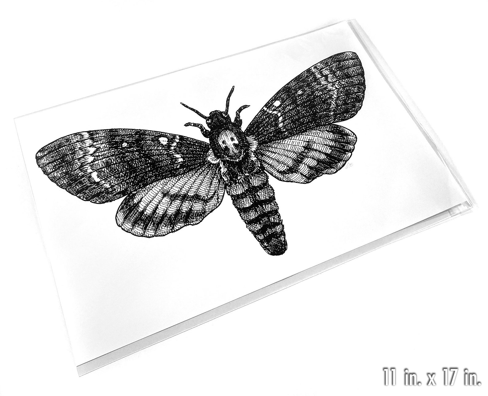 Death's-head Moth Art Print - Etsy
