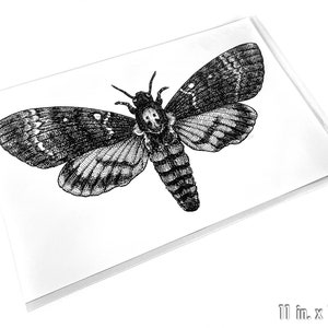 Death's-head Moth, Art Print - Etsy