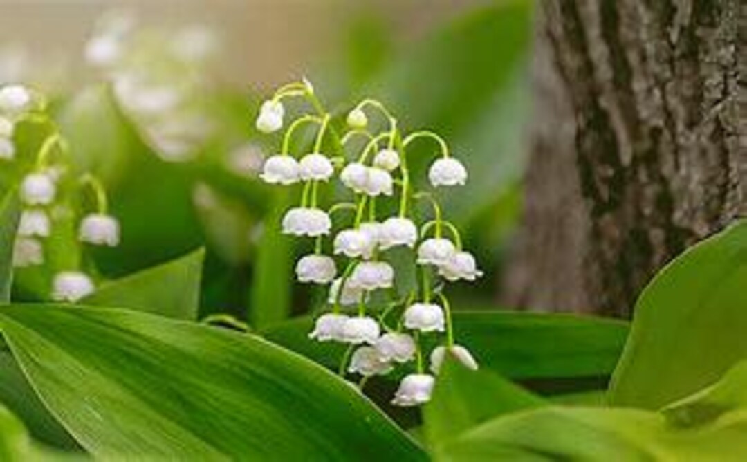 White Lily of the Valley Pips 10 Fresh Bareroot Pips - Etsy