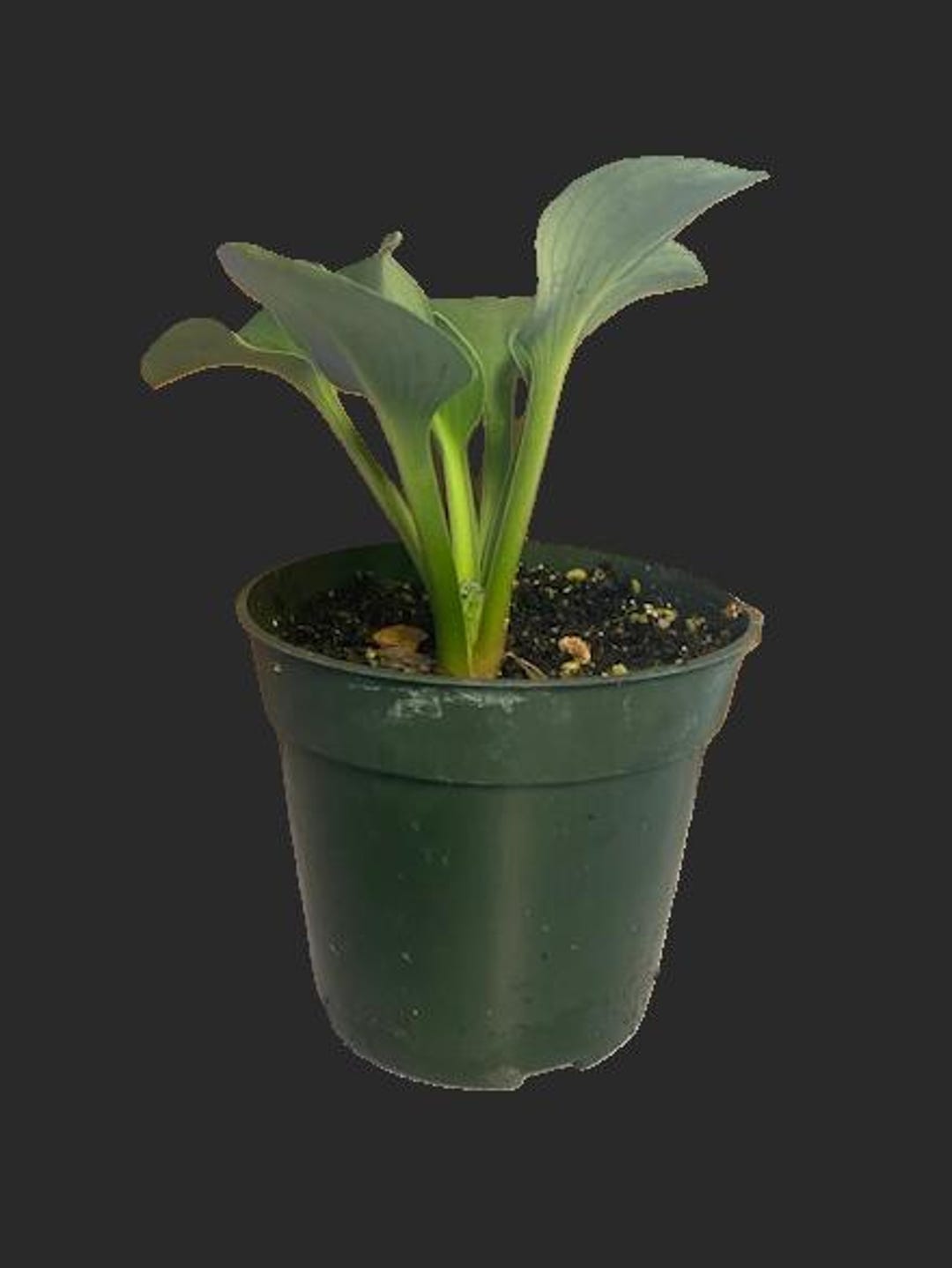 4" Pot Blue Hosta- Blue Mouse Ears Hosta (dwarf) Perfect for Small ...