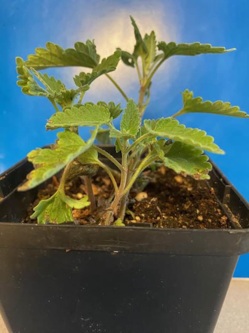 Live Catnip "nepeta Cataria" Plant in 4" Pot - Etsy
