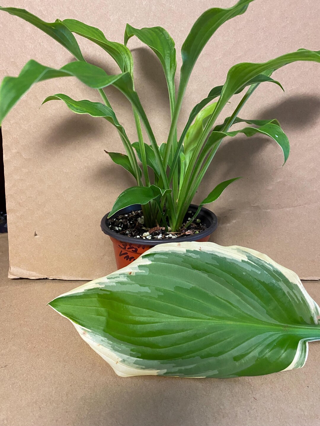 Select Variegated Healthy Hosta Starter Plants 3.5" Pots - Etsy