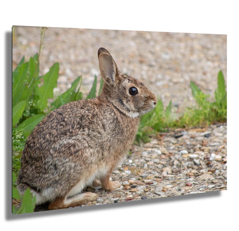 Wild Bunny Rabbit Photo – Cute Rabbit Nature Print, Garden Animal Wall ...