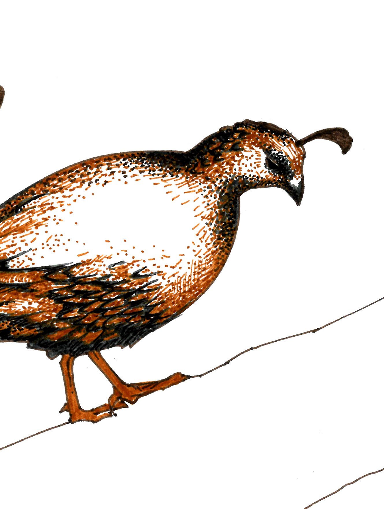 Gambels Quails Hand Drawing Print - 4676x3306 Pixel - Birds - Quails ...