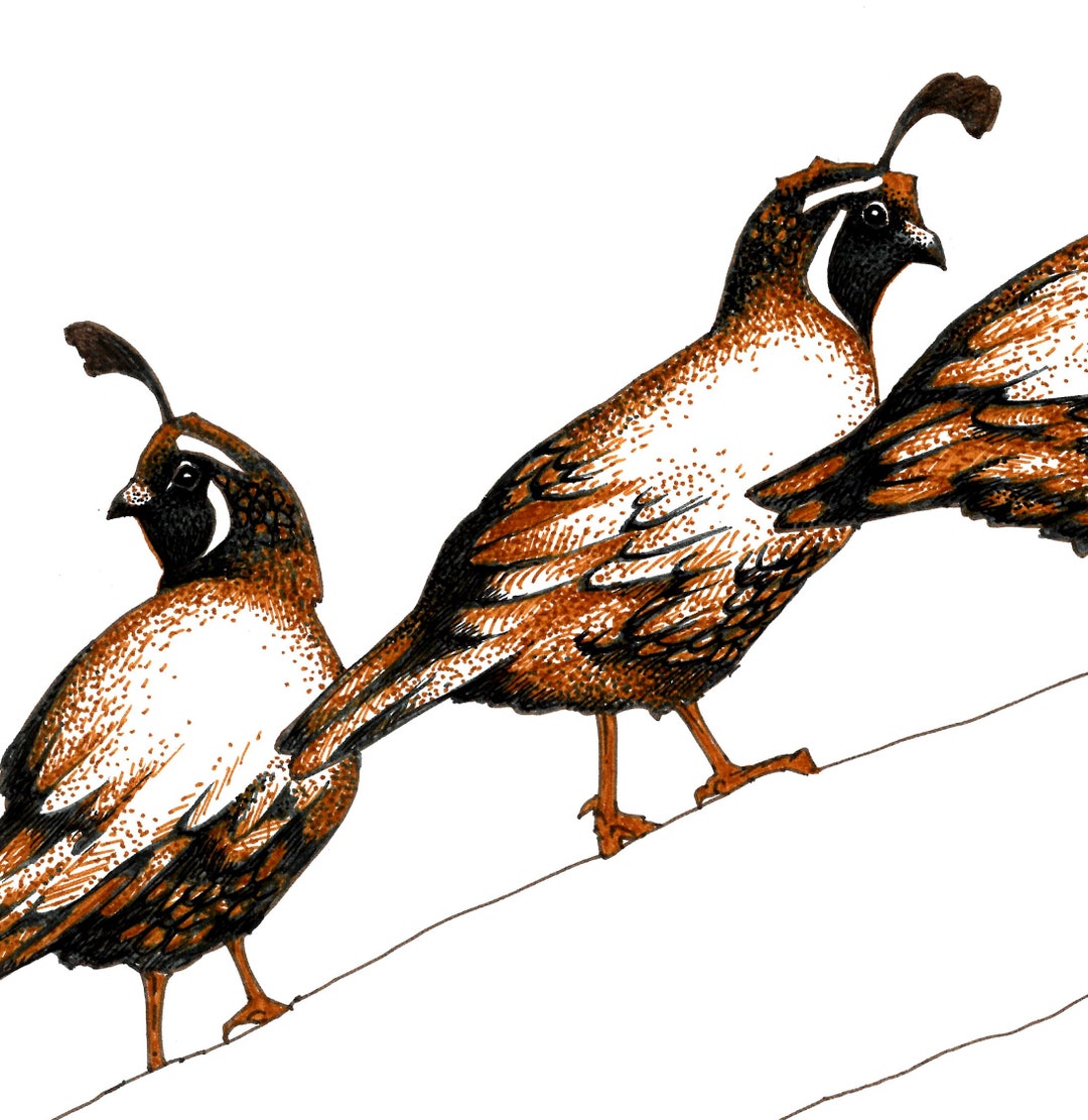 Gambels Quails Hand Drawing Print - 4676x3306 Pixel - Birds - Quails ...