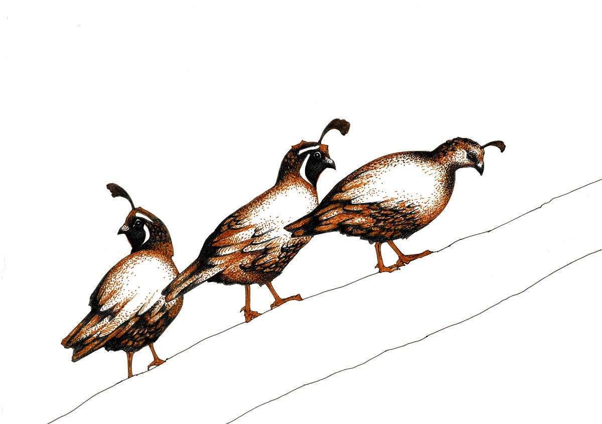 Gambels Quails Hand Drawing Print - 4676x3306 Pixel - Birds - Quails ...