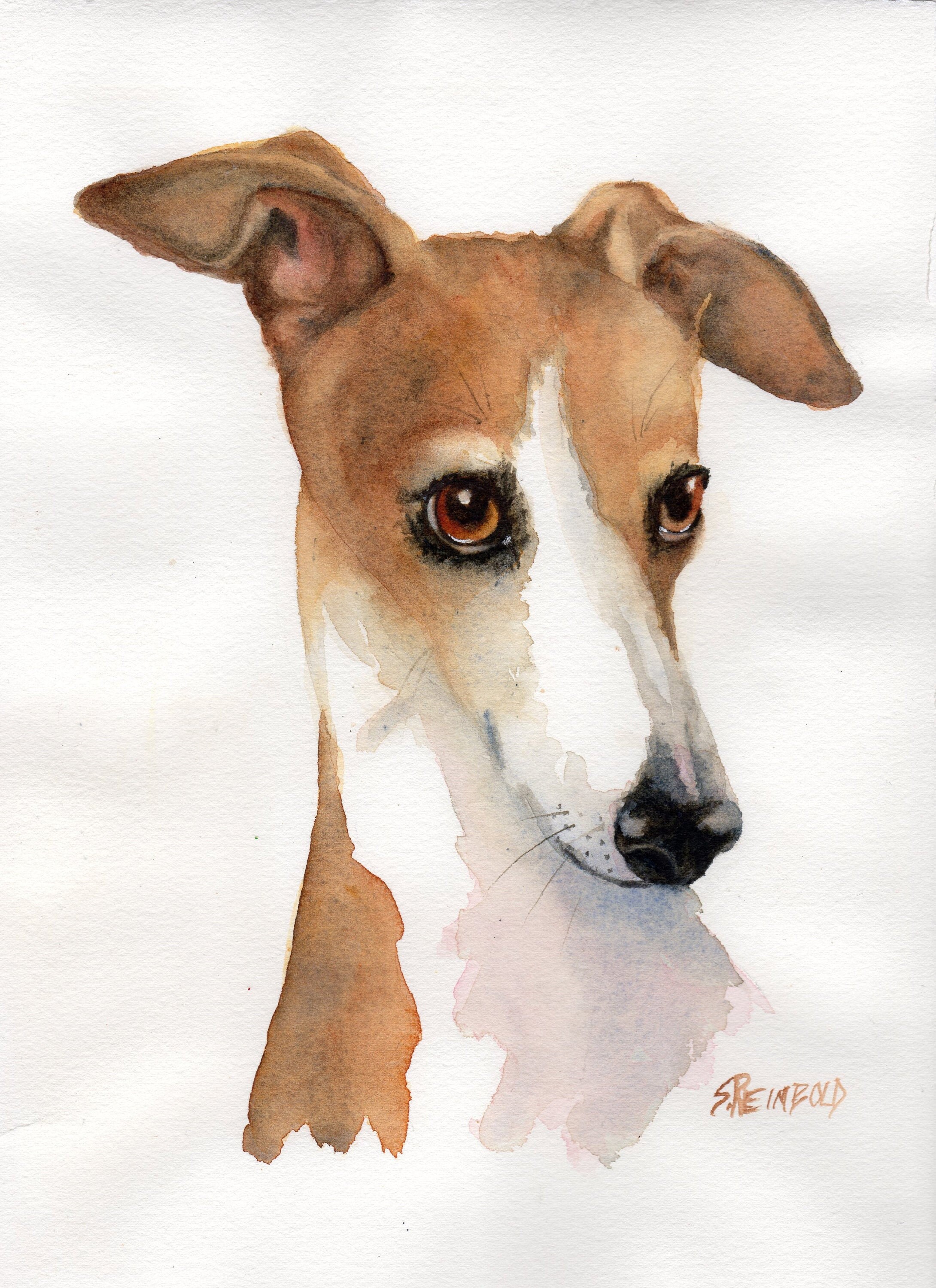 Italian Greyhound Portrait IG Portrait Sighthound Portrait - Etsy