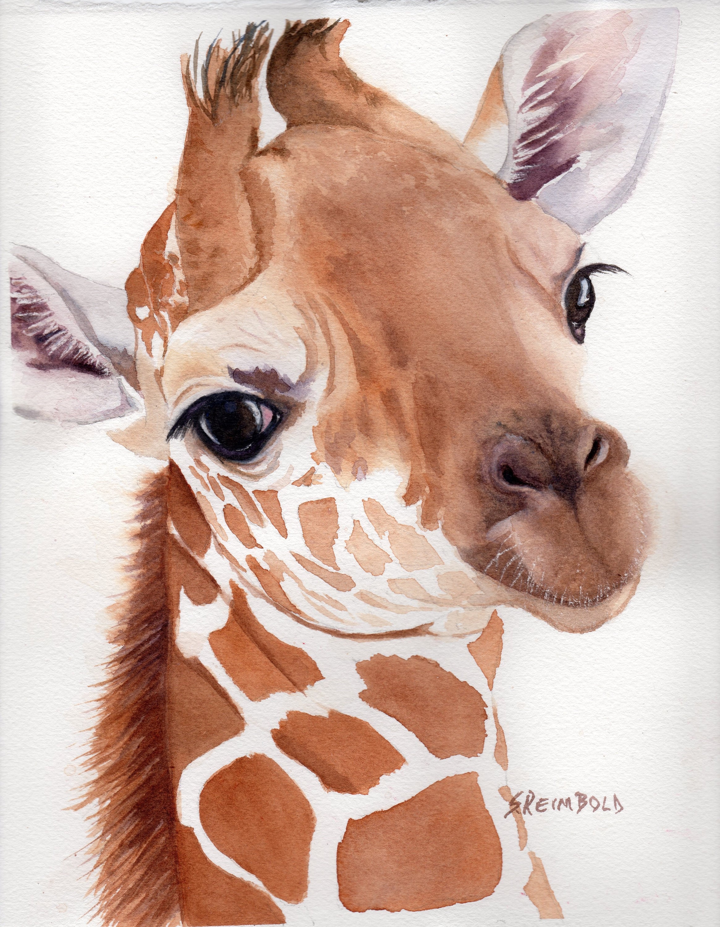 Giraffe Portrait, Baby Giraffe Portrait, Reticulated Giraffe Portrait ...