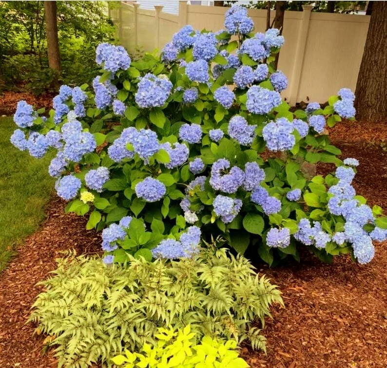 Hydrangeas Niko Blue 1 Gallon Pot Beautiful Cotton Hearty Blooms - Etsy