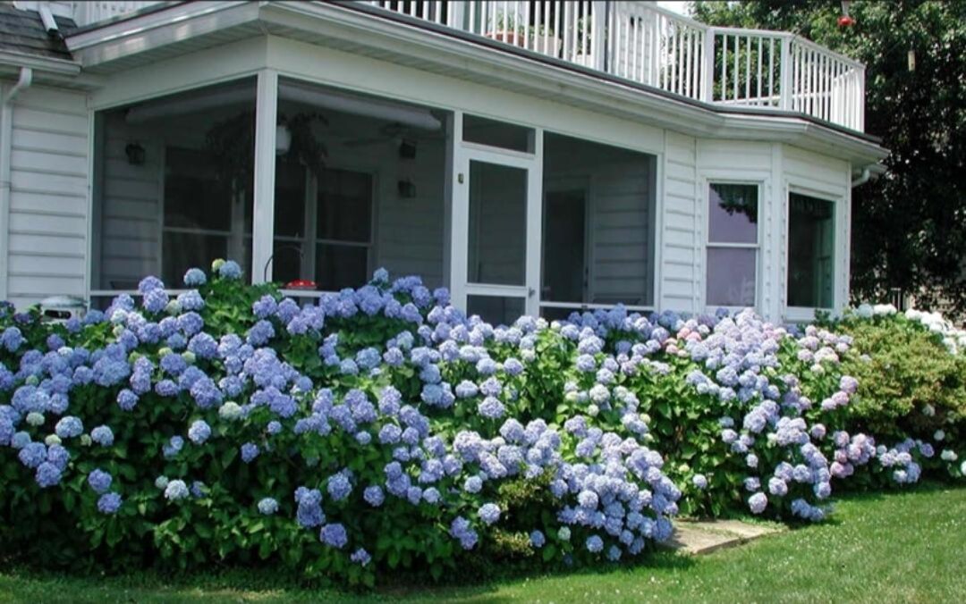 Hydrangeas Niko Blue 1 Gallon Pot Beautiful Cotton Hearty Blooms - Etsy