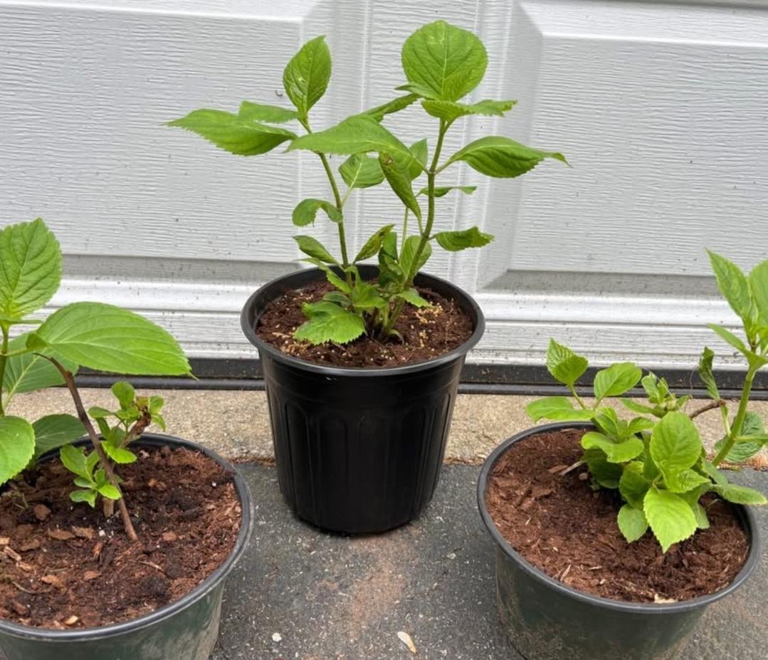 Hydrangeas Niko Blue 1 Gallon Pot Beautiful Cotton Hearty Blooms - Etsy