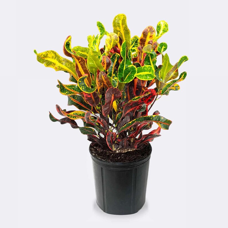 3" Pot Croton Petra Delight Lush Leaves: Radiant Croton Charm - Etsy
