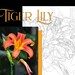 Tiger Lily Downloadable Colouring Page - Flowers, Intermediate Level ...