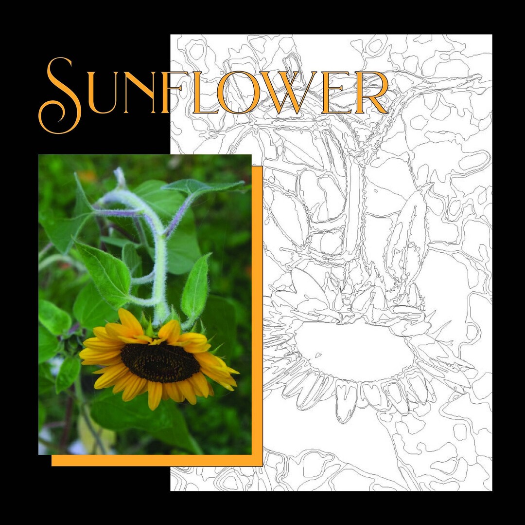 Sunflower Downloadable Colouring Page - Flowers, Intermediate Level, A4 ...
