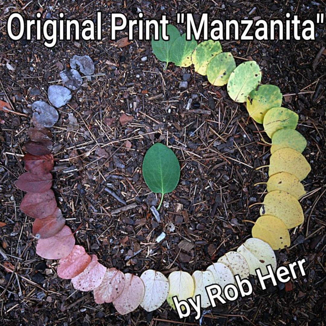 Manzanita - Circle of Leaf - Circle of Life - Renewal - Etsy