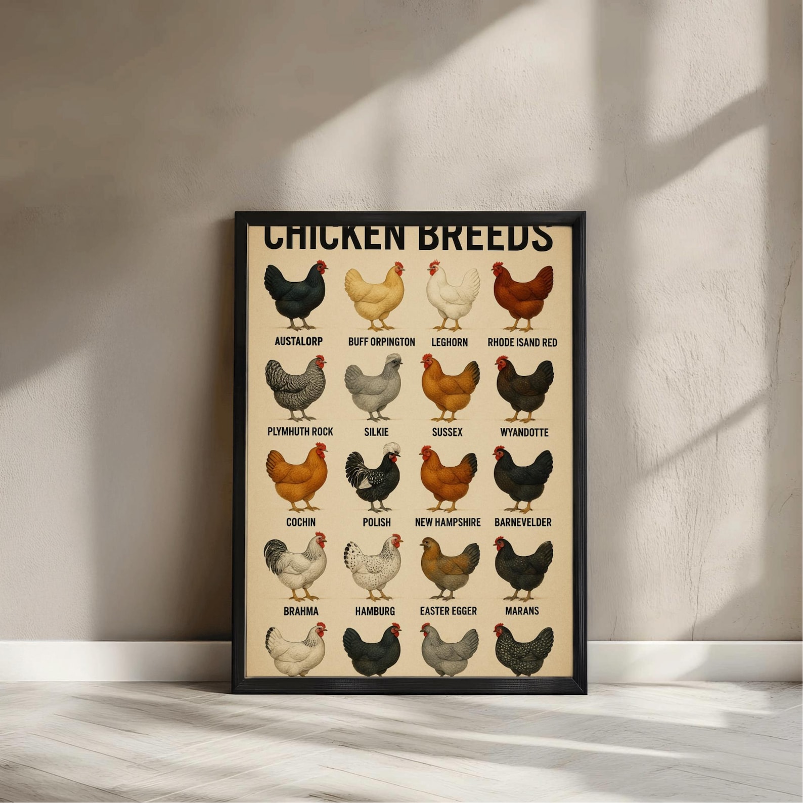 Chicken Breed Poster - Chicken Poster - Types of Chickens - Chicken Art ...
