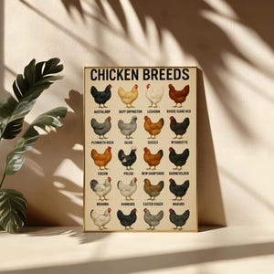 Chicken Breed Poster - Chicken Poster - Types of Chickens - Chicken Art ...