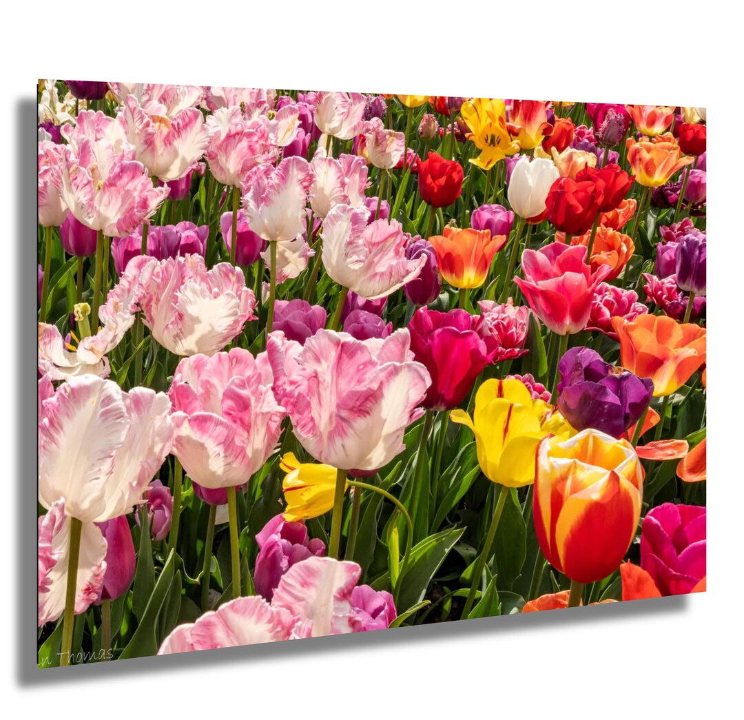 Skagit Valley Tulip Close-up – Roozengaarde Spring Flower Photo ...