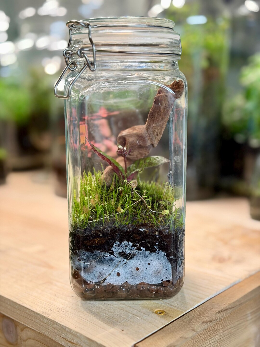 Clamp Top Jar Terrarium, Self Sustaining Established Ecosystem W ...