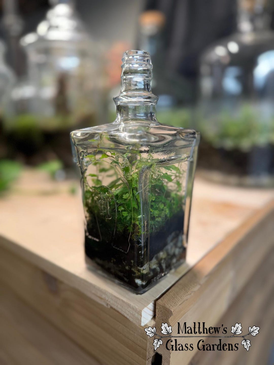 Glass Bottle Terrarium With String of Frogs and Moss: Established Self ...
