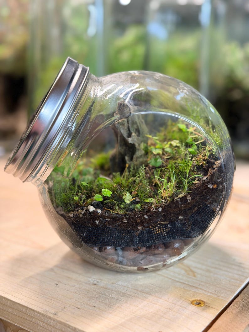Candy Jar Terrarium, Self Sustaining Established Ecosystem W/ String of ...