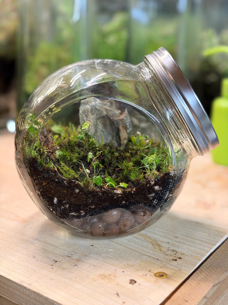Candy Jar Terrarium, Self Sustaining Established Ecosystem W/ String of ...