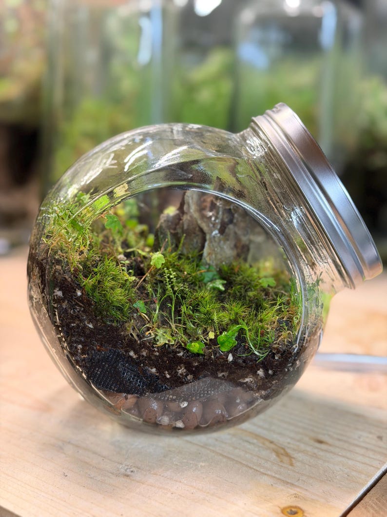Candy Jar Terrarium, Self Sustaining Established Ecosystem W/ String of ...