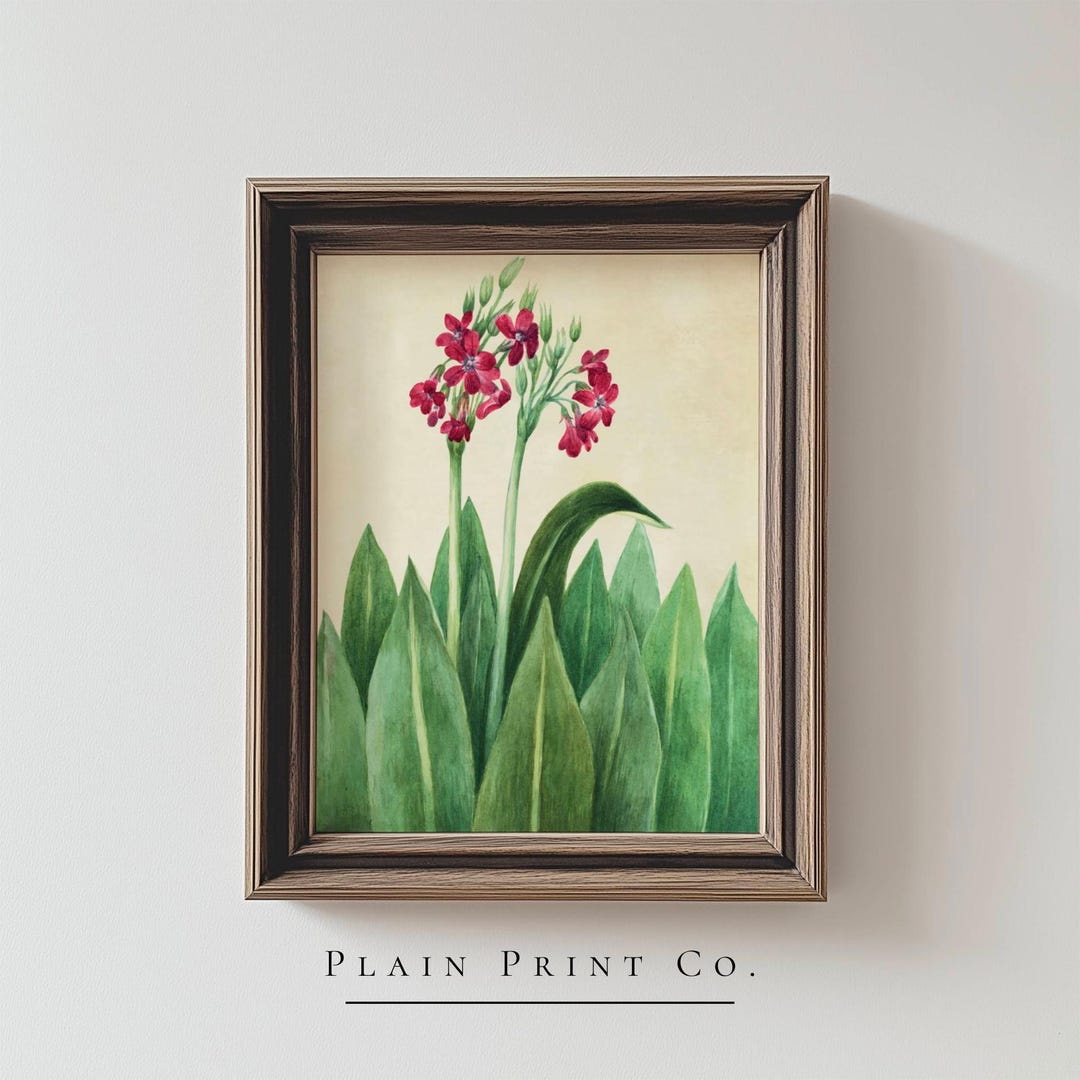 Vintage Primrose Print Red Flower Botanical With Green Leaves Antique ...