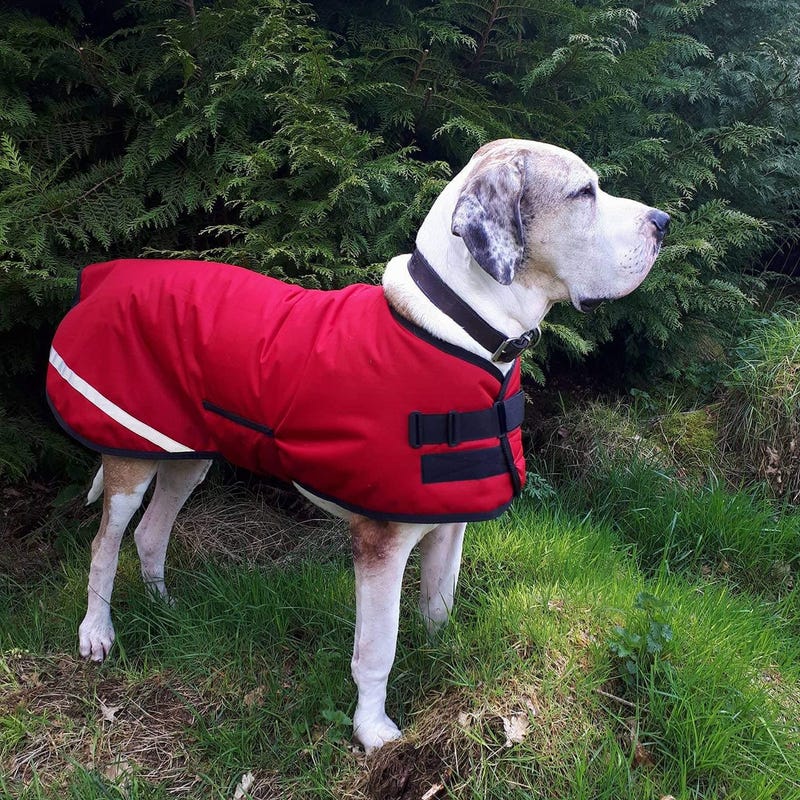 Great Dane Coat - Etsy