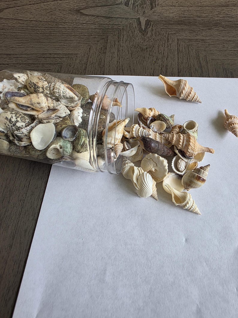 Mixed Seashells, Natural Shell Collection for Crafting, Decor, Shell ...