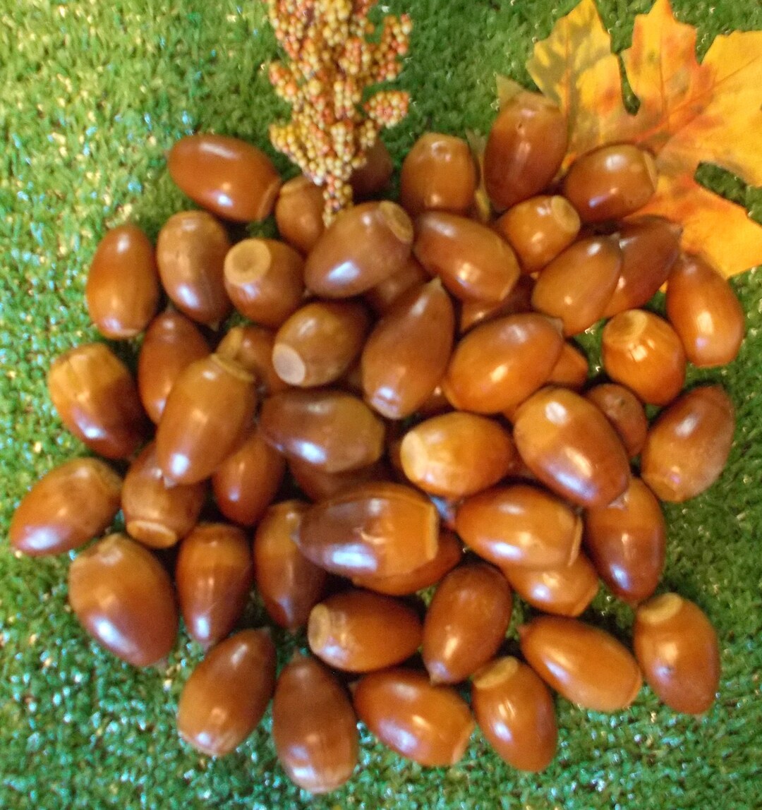 White Oak Large Acorns 1 Lbs for Display and Crafts Non-edible and Non ...