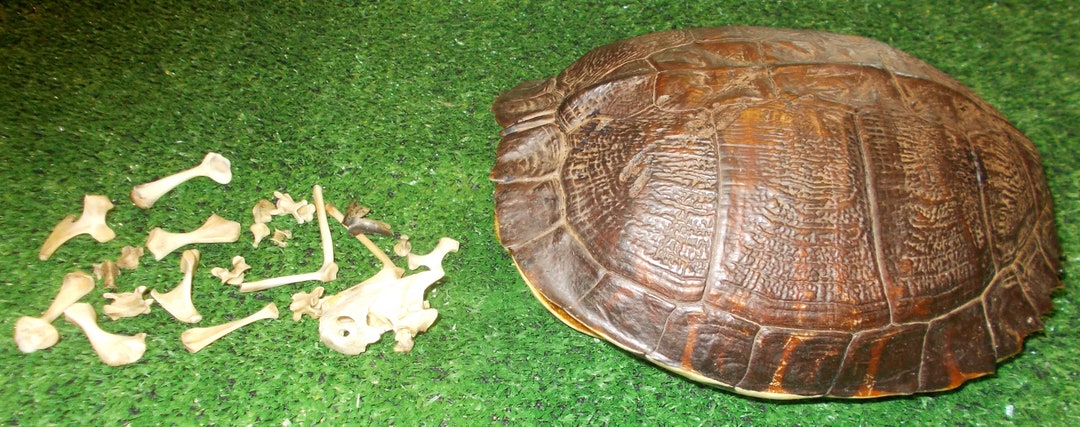 Red Eared Slider Turtle Shell 8.25 X 7 Whole - Etsy