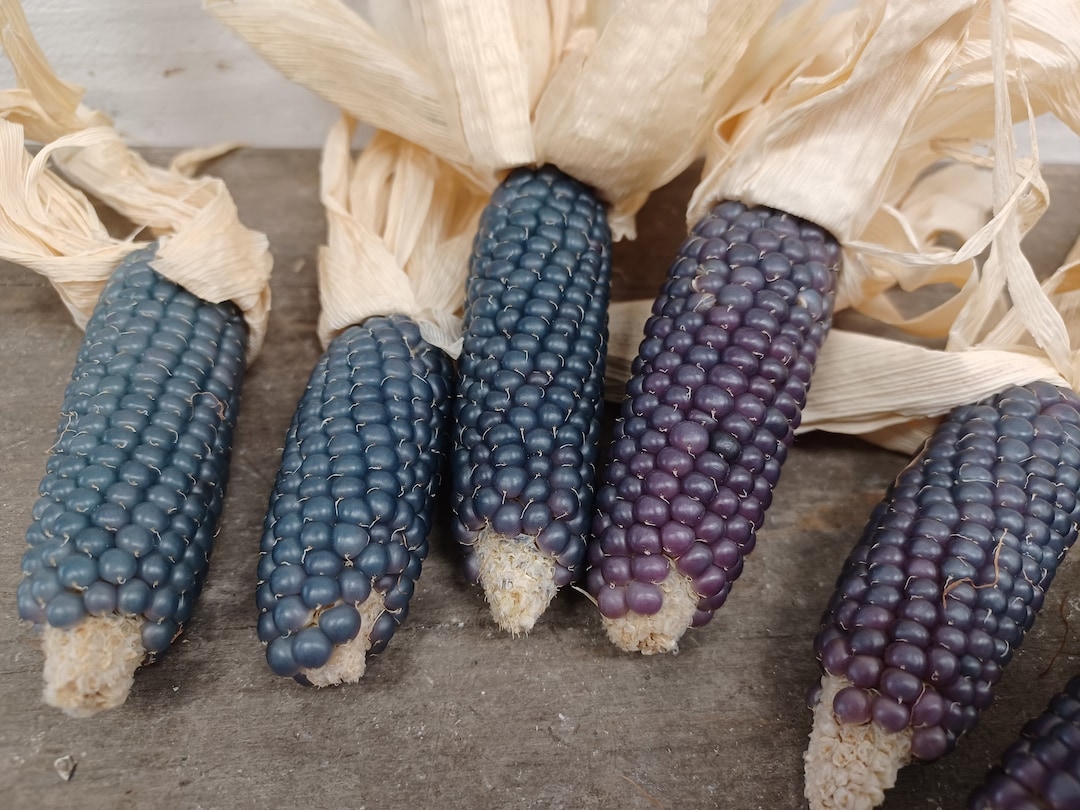 Dried Blue Corn Mini Blue Popcorn Corn Husk Natural Dried - Etsy