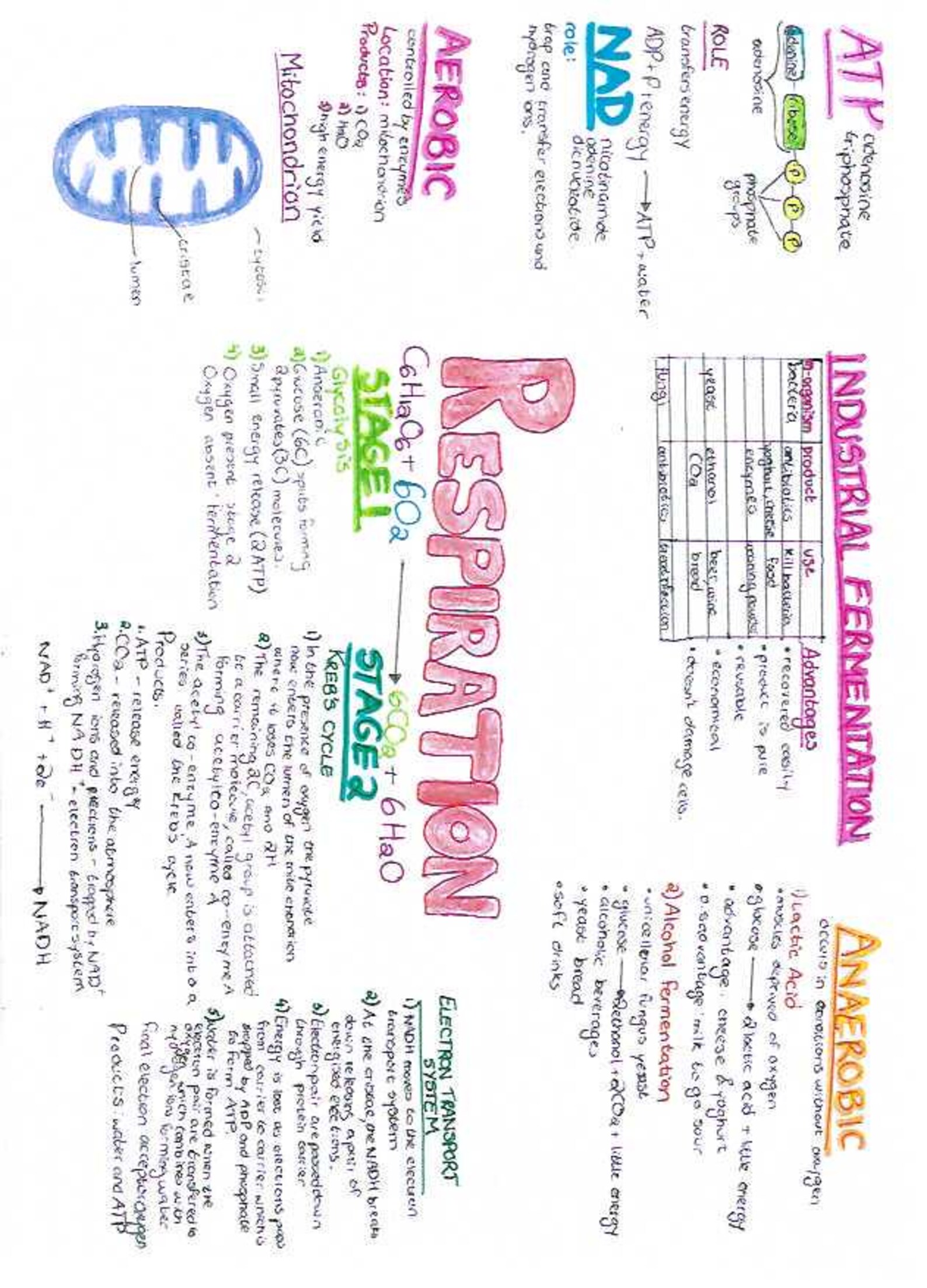 H1 Leaving Cert Biology Notes - Etsy