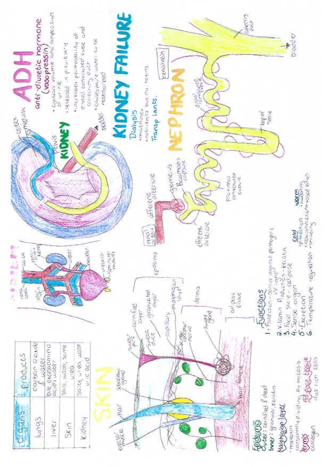 H1 Leaving Cert Biology Notes - Etsy