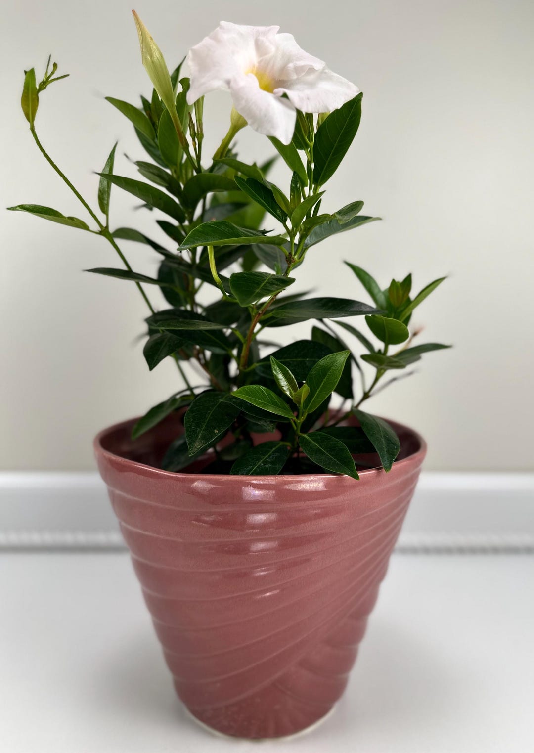 Mauve / Pink 80s Art Deco Revival Ceramic Draped Flower Pot: Postmodern ...
