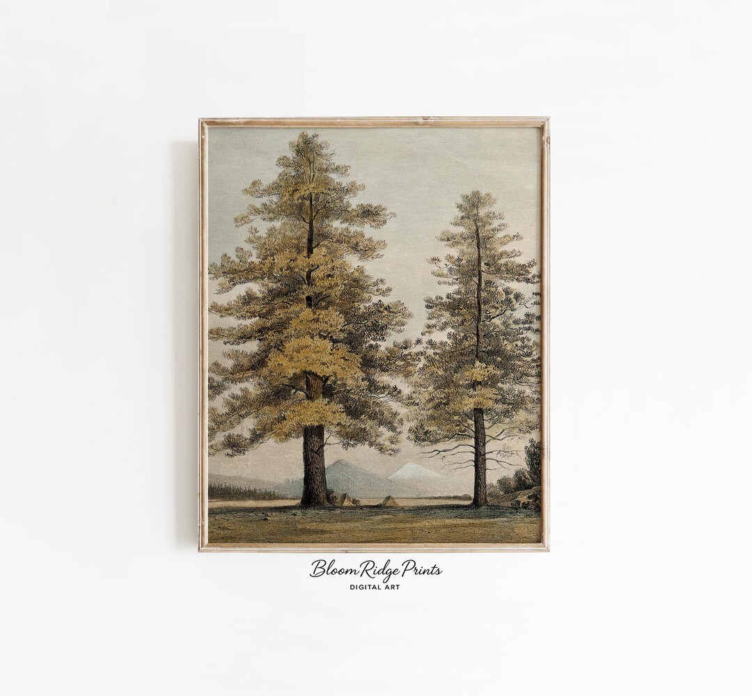Vintage Pine Tree Landscape Wall Art Print: Antique Tree Illustration ...