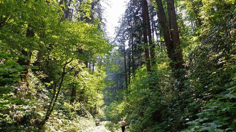 Japanese Forest Essential Oils: Hinoki, Hiba, Sugi - Etsy
