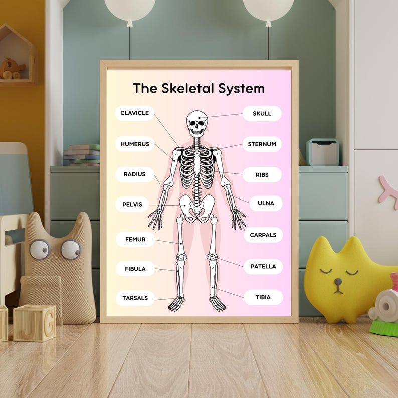 Human Skeleton Poster for Kids | Human Bones Printable | Educational ...