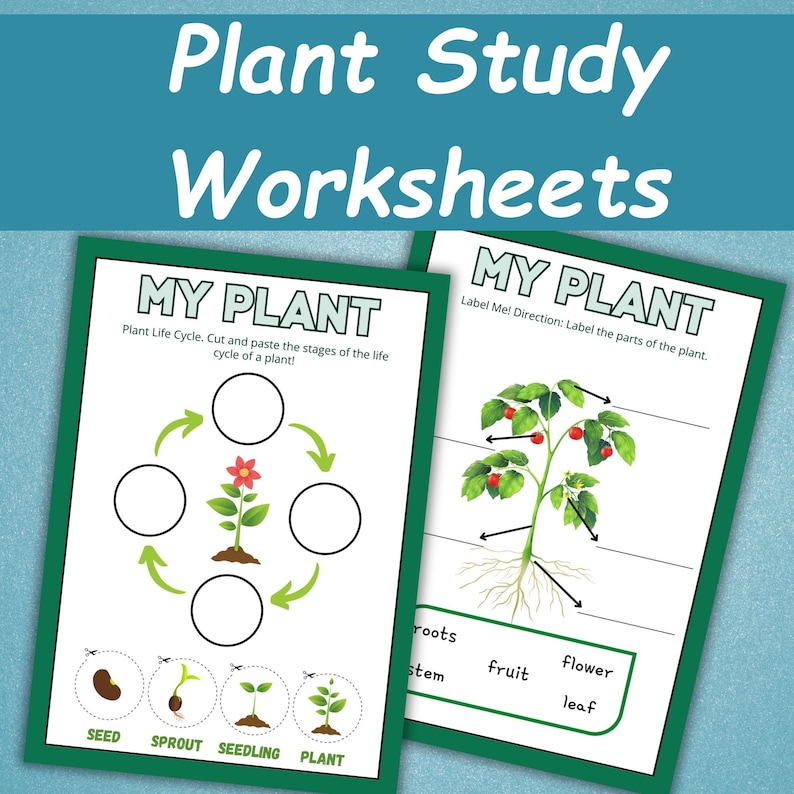 Parts of Plant Worksheet | Types of Plant Busy Book | Plant Labelling ...