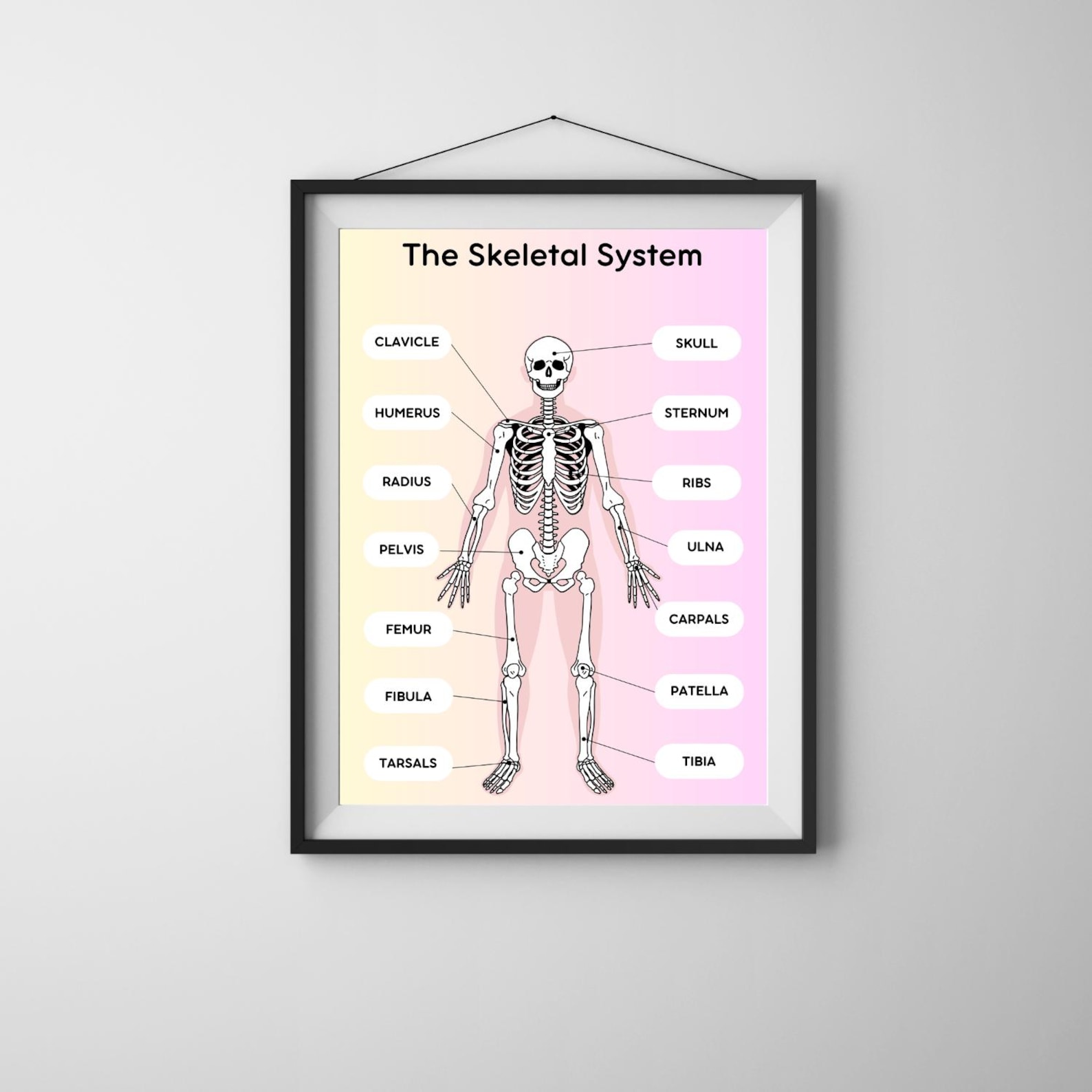 Human Skeleton Poster for Kids | Human Bones Printable | Educational ...
