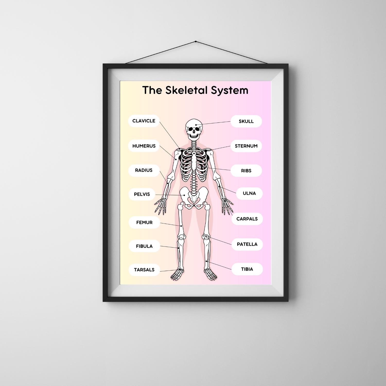 Human Skeleton Poster for Kids | Human Bones Printable | Educational ...