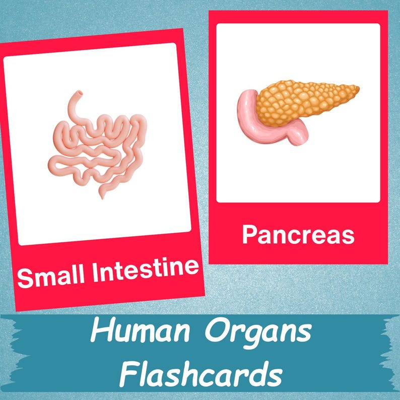 16 Human Organs Flashcards | Human Body Organ Cards for Kids | Internal ...