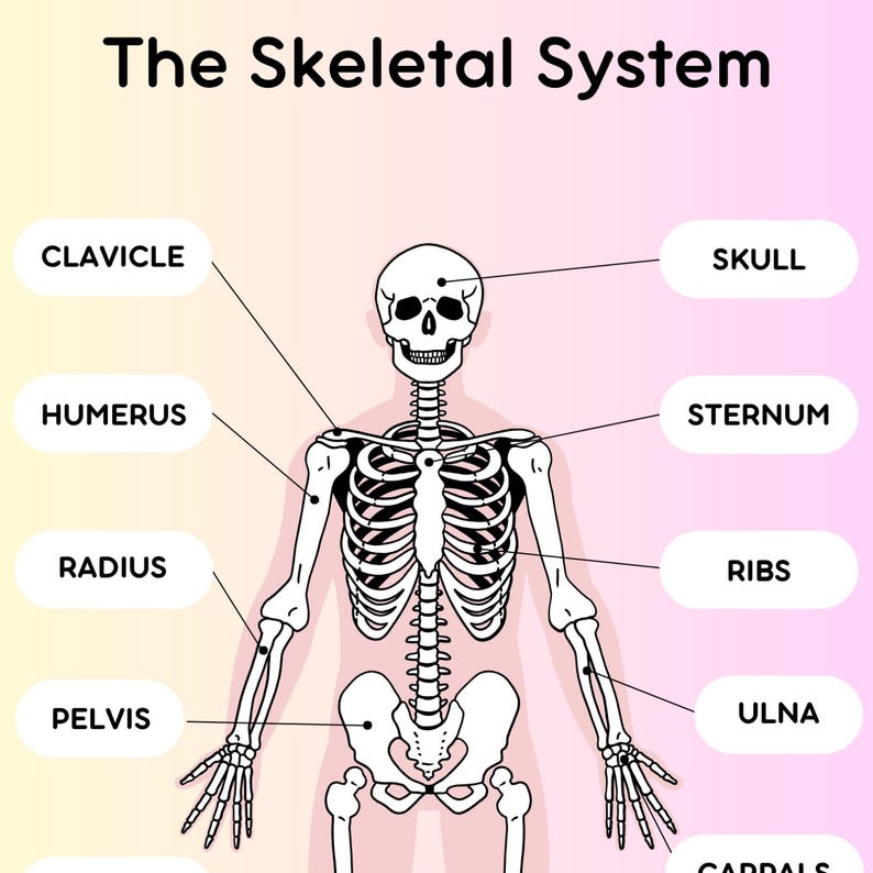 Human Skeleton Poster for Kids | Human Bones Printable | Educational ...