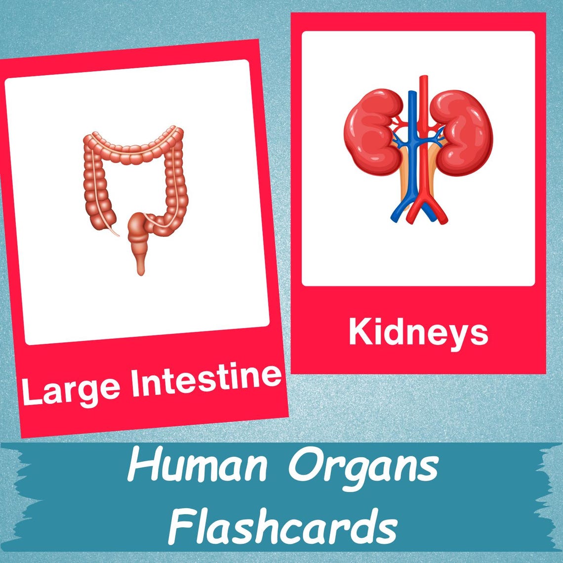 16 Human Organs Flashcards | Human Body Organ Cards for Kids | Internal ...